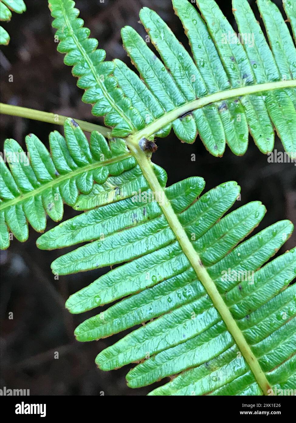false staghorn fern (Dicranopteris linearis) Plantae Stock Photo - Alamy