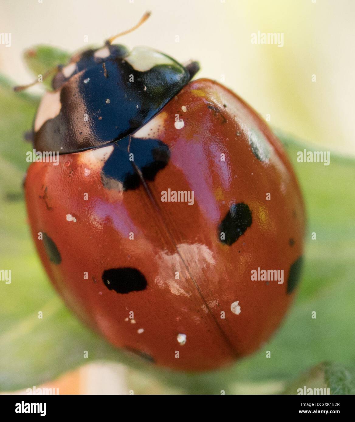 Seven-spotted Lady Beetle (Coccinella septempunctata) Insecta Stock ...