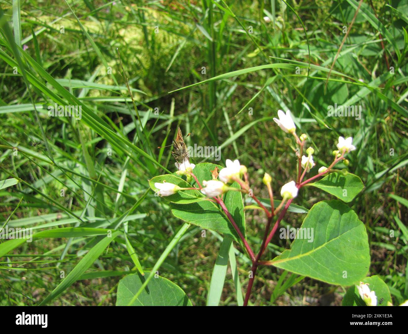 Long Dash (Polites mystic) Insecta Stock Photo - Alamy
