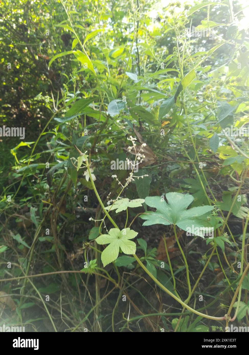 Japanese Hops (Humulus scandens) Plantae Stock Photo - Alamy