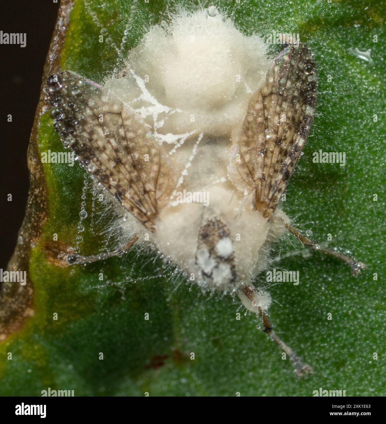 Insect Destroyers (Entomophthorales) Fungi Stock Photo - Alamy