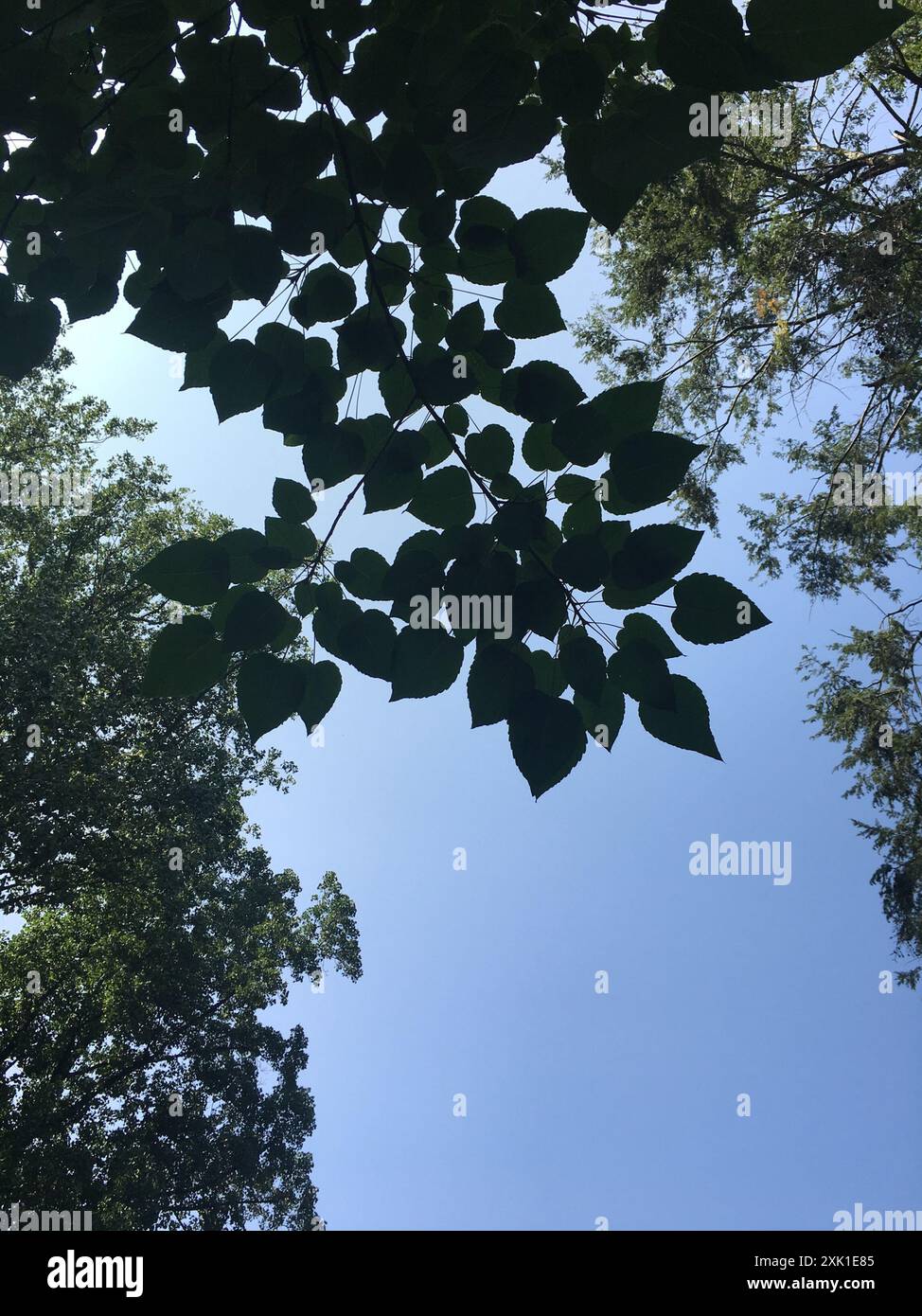 Wonder tree (Idesia polycarpa) Plantae Stock Photo - Alamy