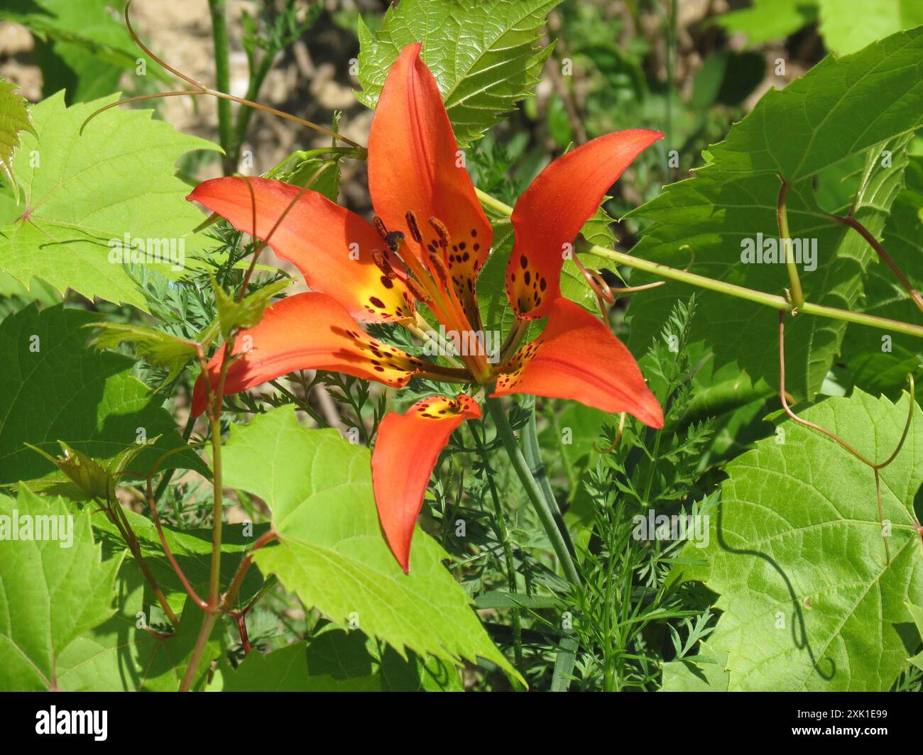 Wood Lily (Lilium philadelphicum) Plantae Stock Photo - Alamy