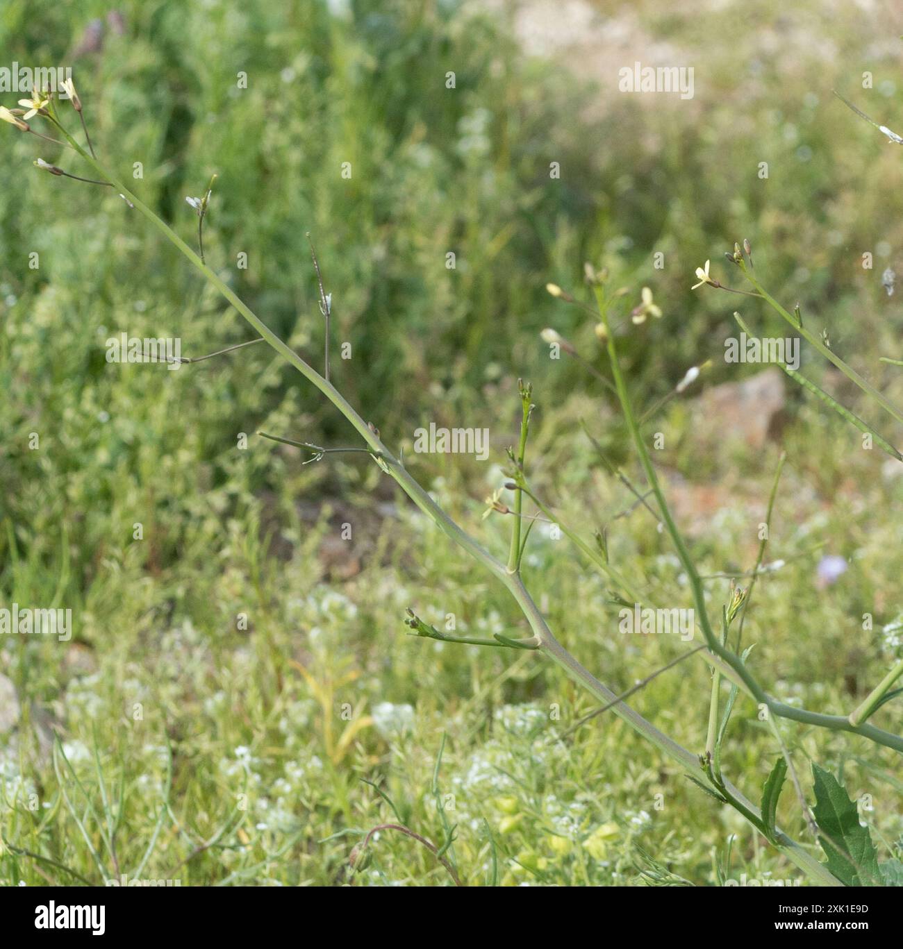 Saharan Mustard (Brassica tournefortii) Plantae Stock Photo - Alamy
