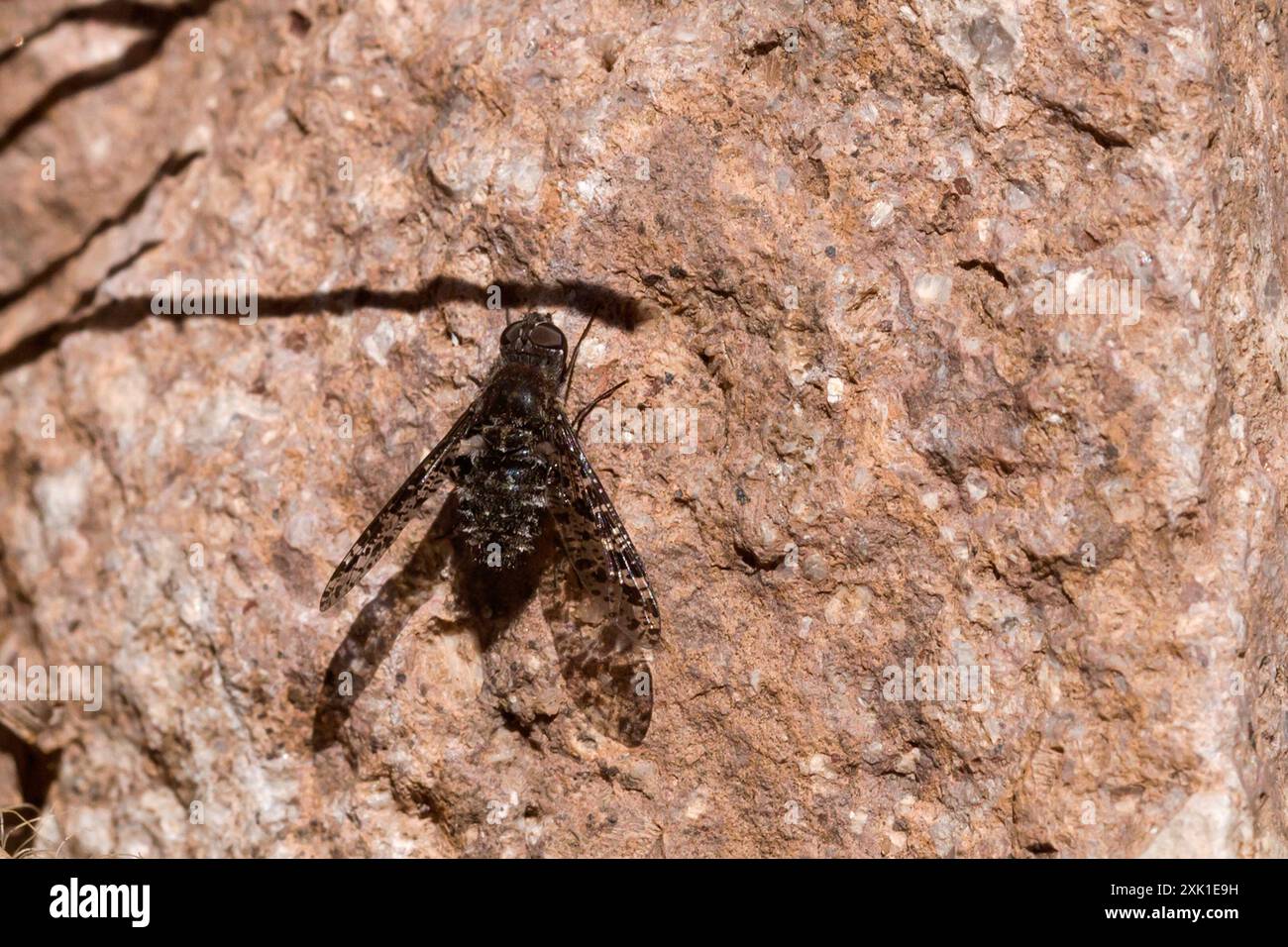 Charcoal Bee Flies (Anthrax) Insecta Stock Photo - Alamy