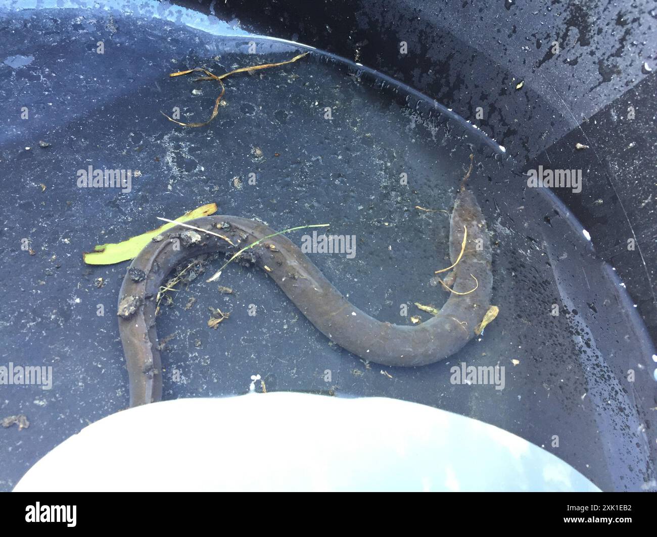 Short-finned Eel (Anguilla australis) Actinopterygii Stock Photo - Alamy