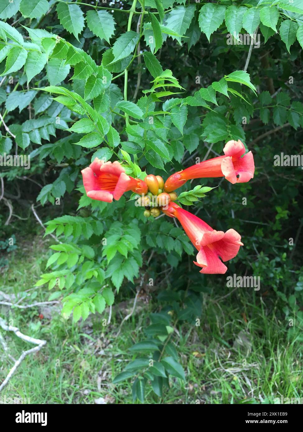 American trumpet vine (Campsis radicans) Plantae Stock Photo - Alamy