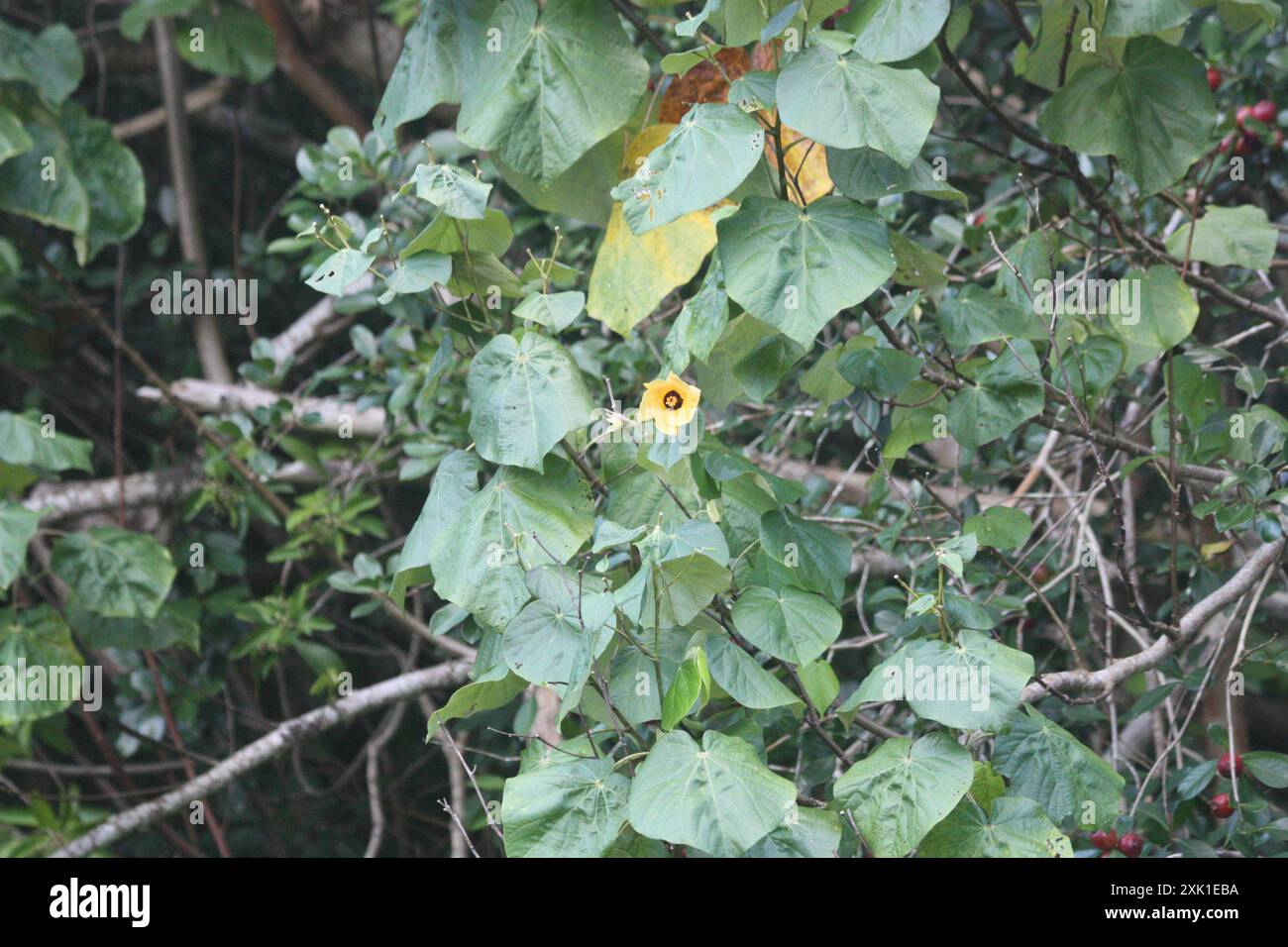 sea hibiscus (Hibiscus tiliaceus) Plantae Stock Photo - Alamy