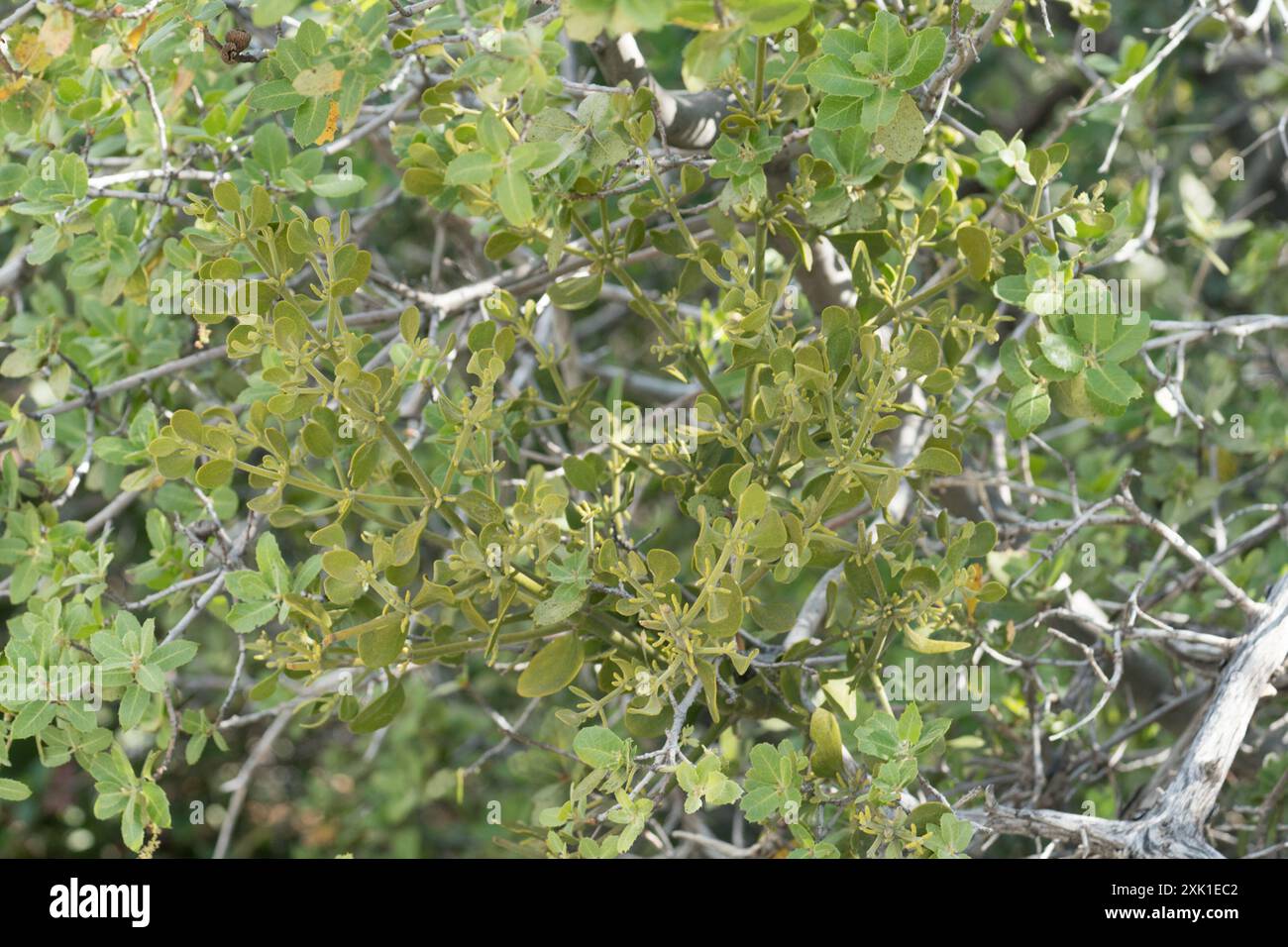 American Mistletoe (Phoradendron leucarpum) Plantae Stock Photo - Alamy