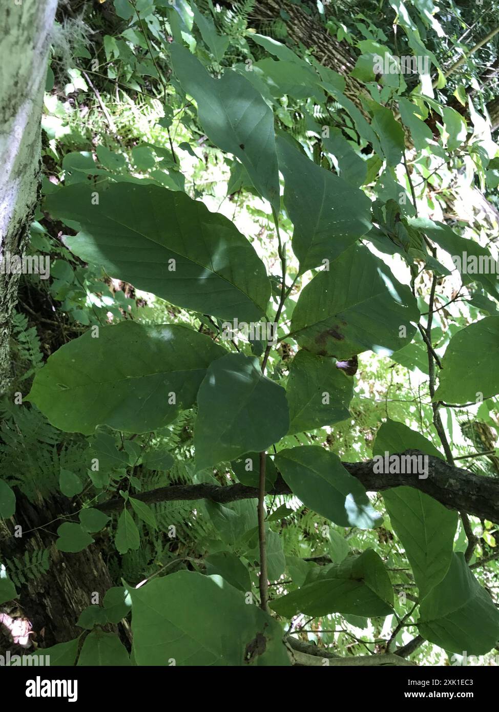 Cucumber-tree (Magnolia acuminata) Plantae Stock Photo - Alamy