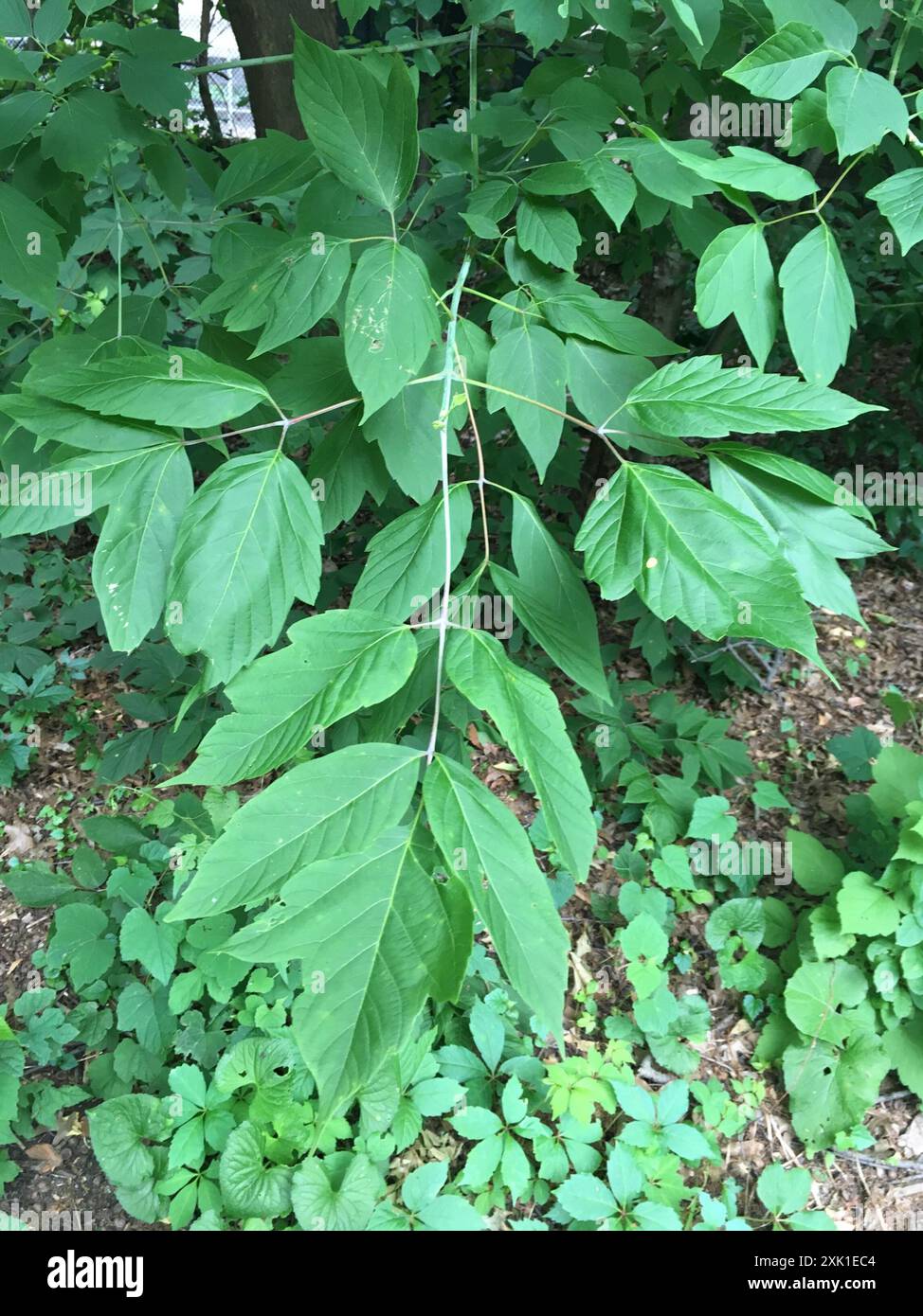 box elder (Acer negundo) Plantae Stock Photo - Alamy