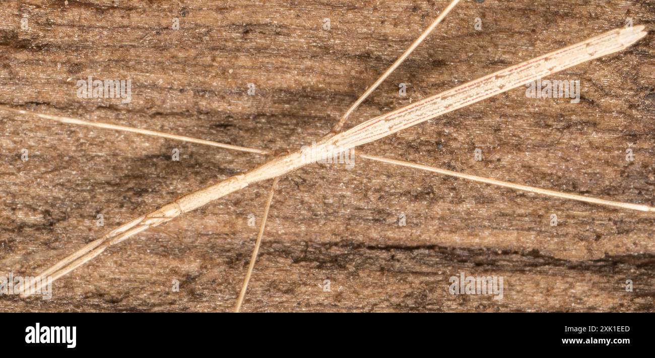 Thread-legged Bugs (Emesinae) Insecta Stock Photo - Alamy