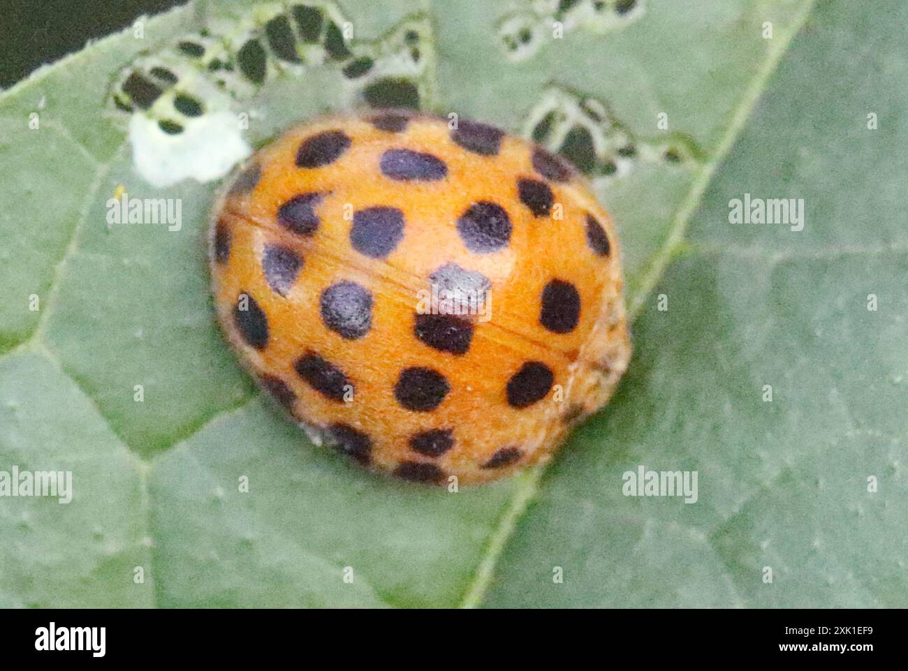 Henosepilachna vigintioctopunctata hi-res stock photography and images ...