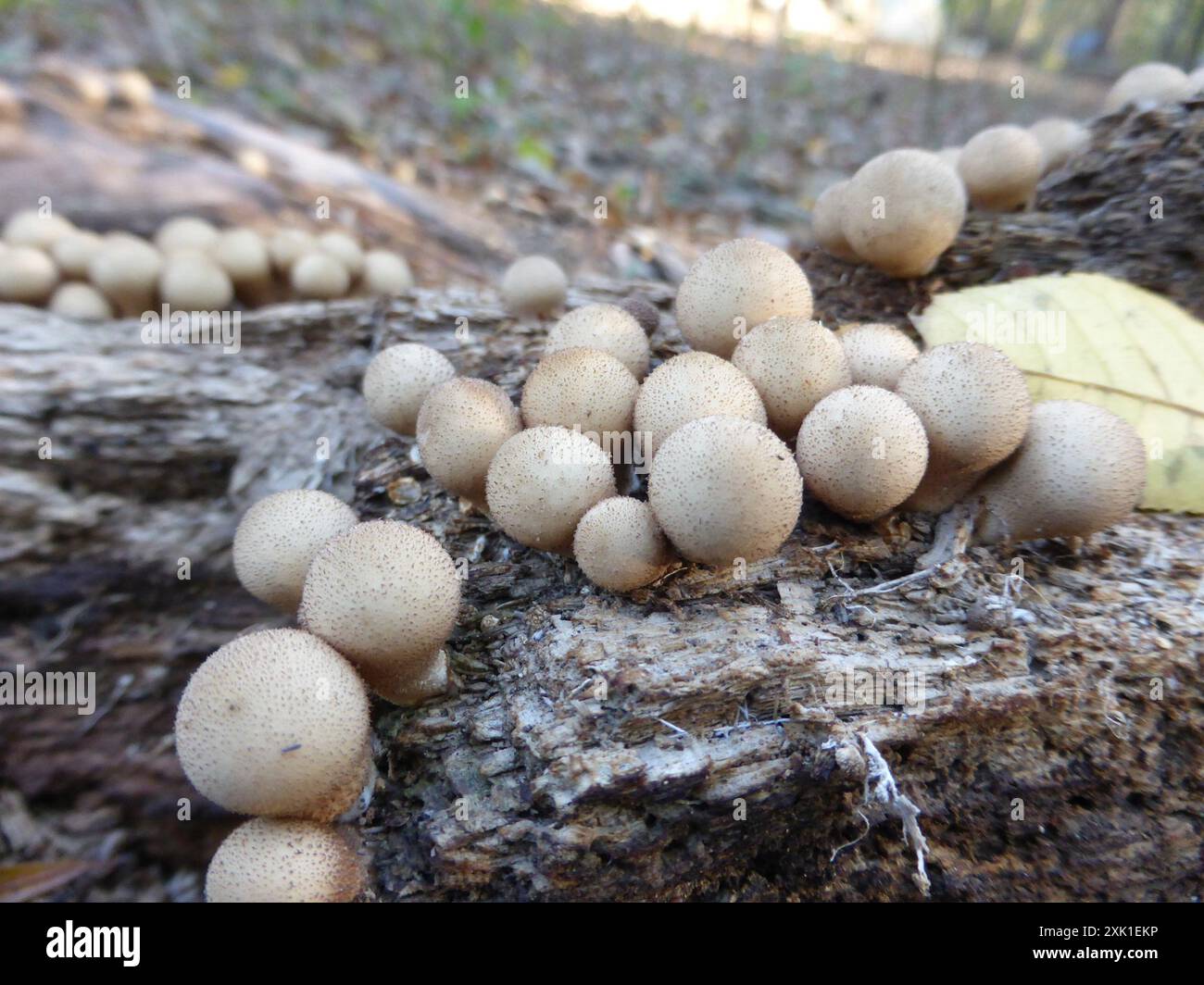 Pear-shaped Puffball (Apioperdon pyriforme) Fungi Stock Photo - Alamy
