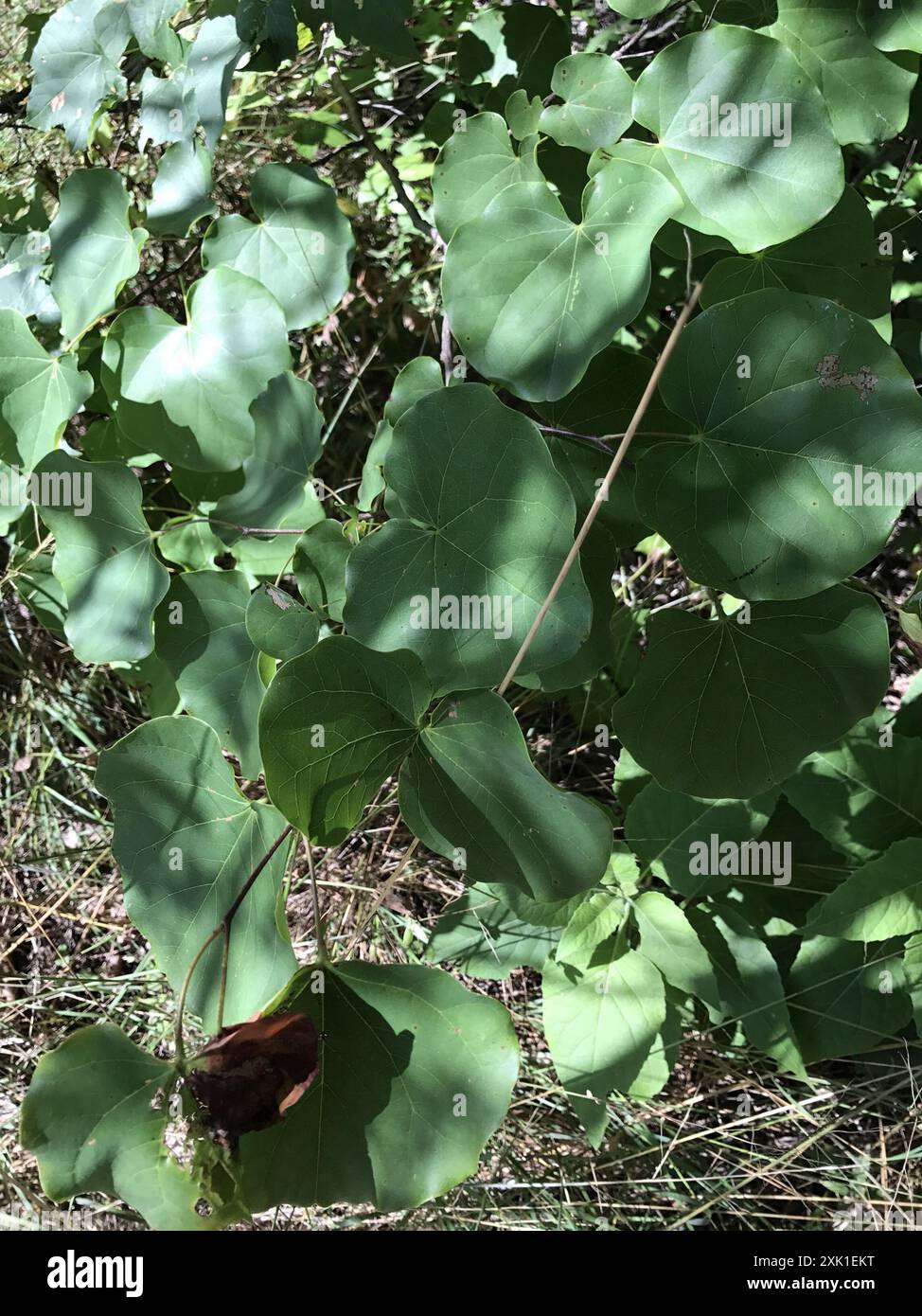 Texas redbud (Cercis canadensis texensis) Plantae Stock Photo - Alamy