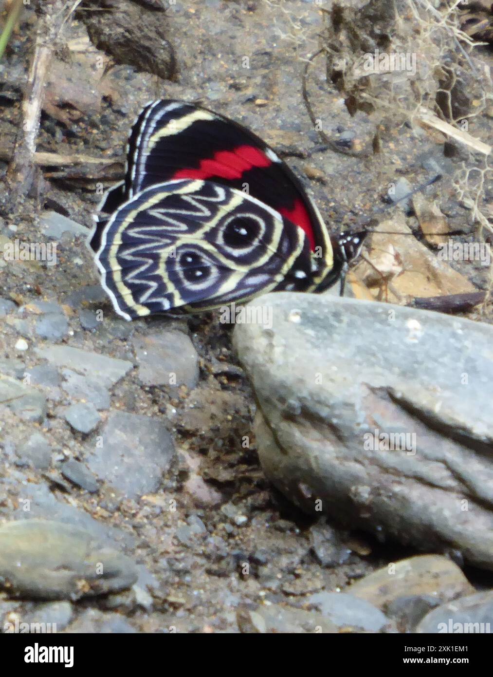 Callicore butterfly hi-res stock photography and images - Alamy