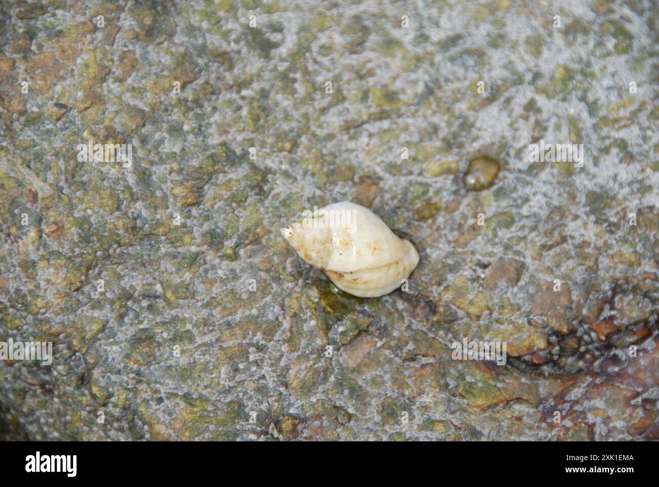 Atlantic Dogwhelk (Nucella lapillus) Mollusca Stock Photo - Alamy