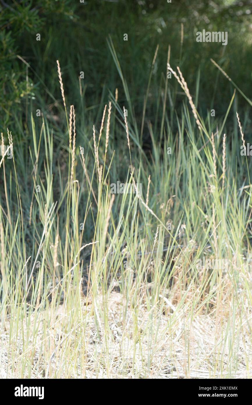 Wild Ryes and Wheatgrasses (Elymus) Plantae Stock Photo - Alamy
