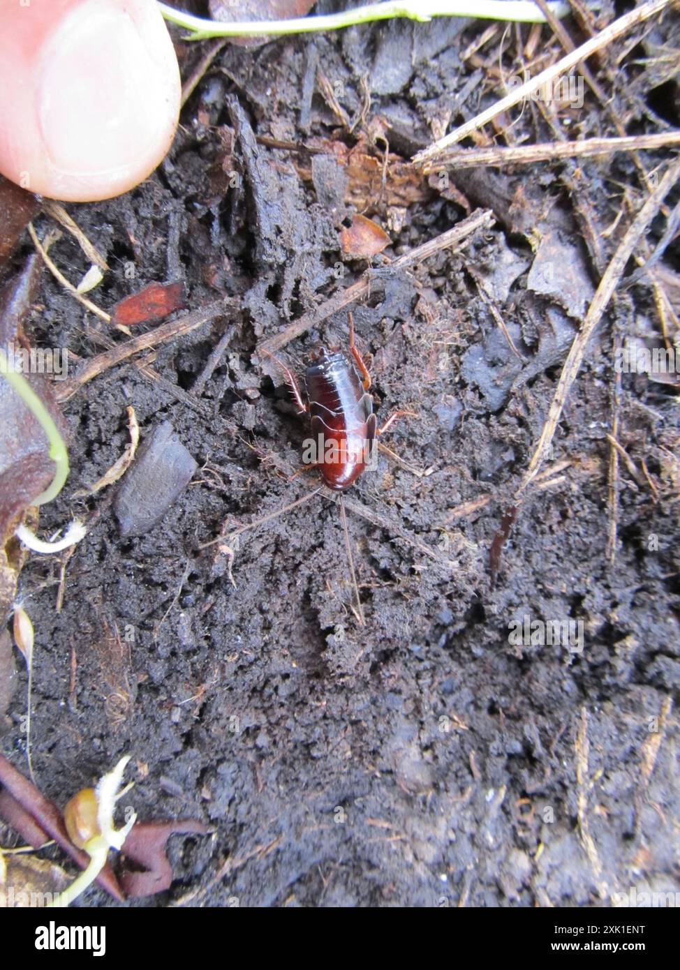 Western Wood Cockroach (Parcoblatta americana) Insecta Stock Photo - Alamy