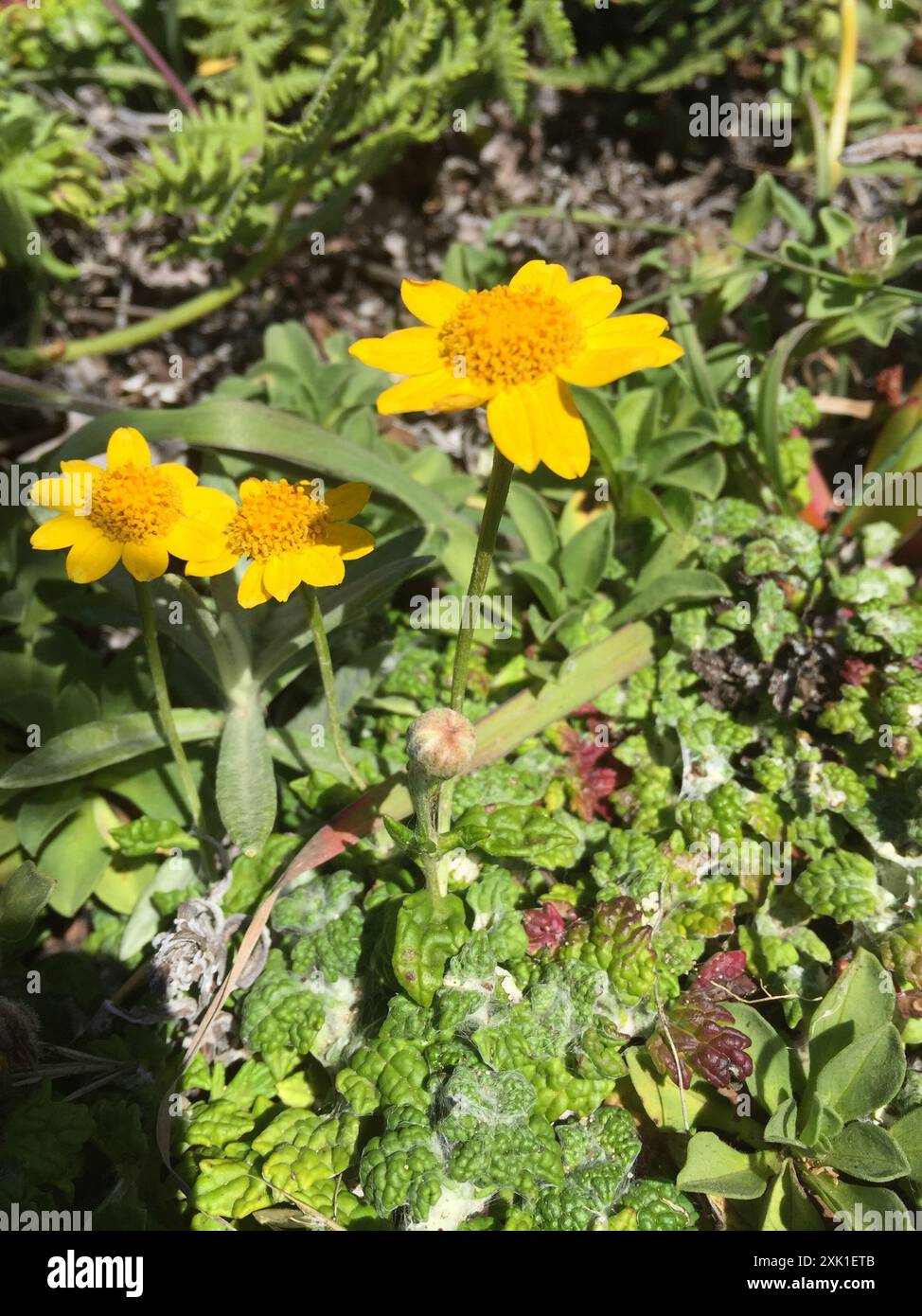 common woolly sunflower (Eriophyllum lanatum) Plantae Stock Photo - Alamy