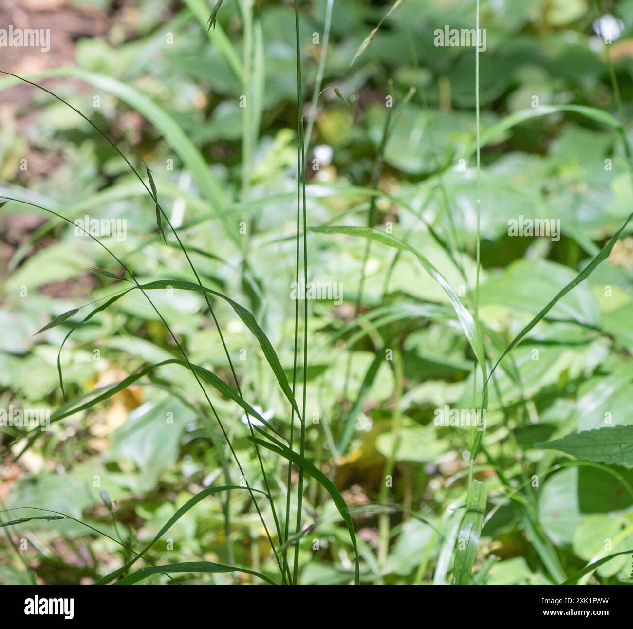 Alaska Oniongrass (Melica subulata) Plantae Stock Photo - Alamy