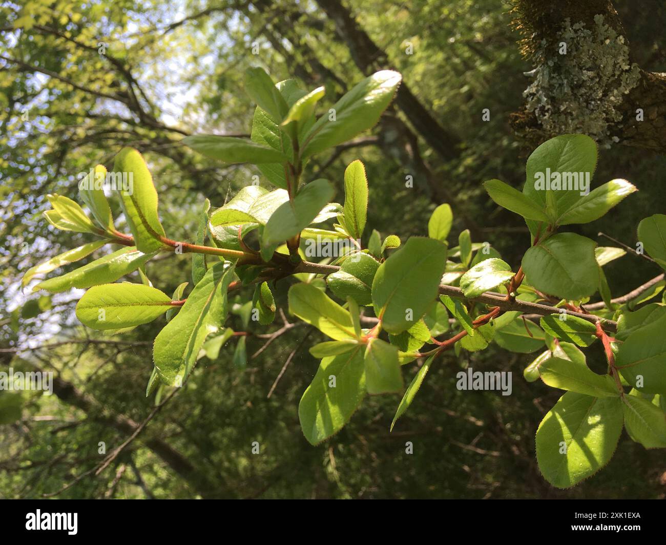 Rusty Blackhaw (Viburnum rufidulum) Plantae Stock Photo - Alamy