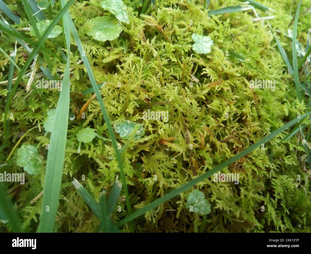 fern mosses (Thuidium) Plantae Stock Photo - Alamy