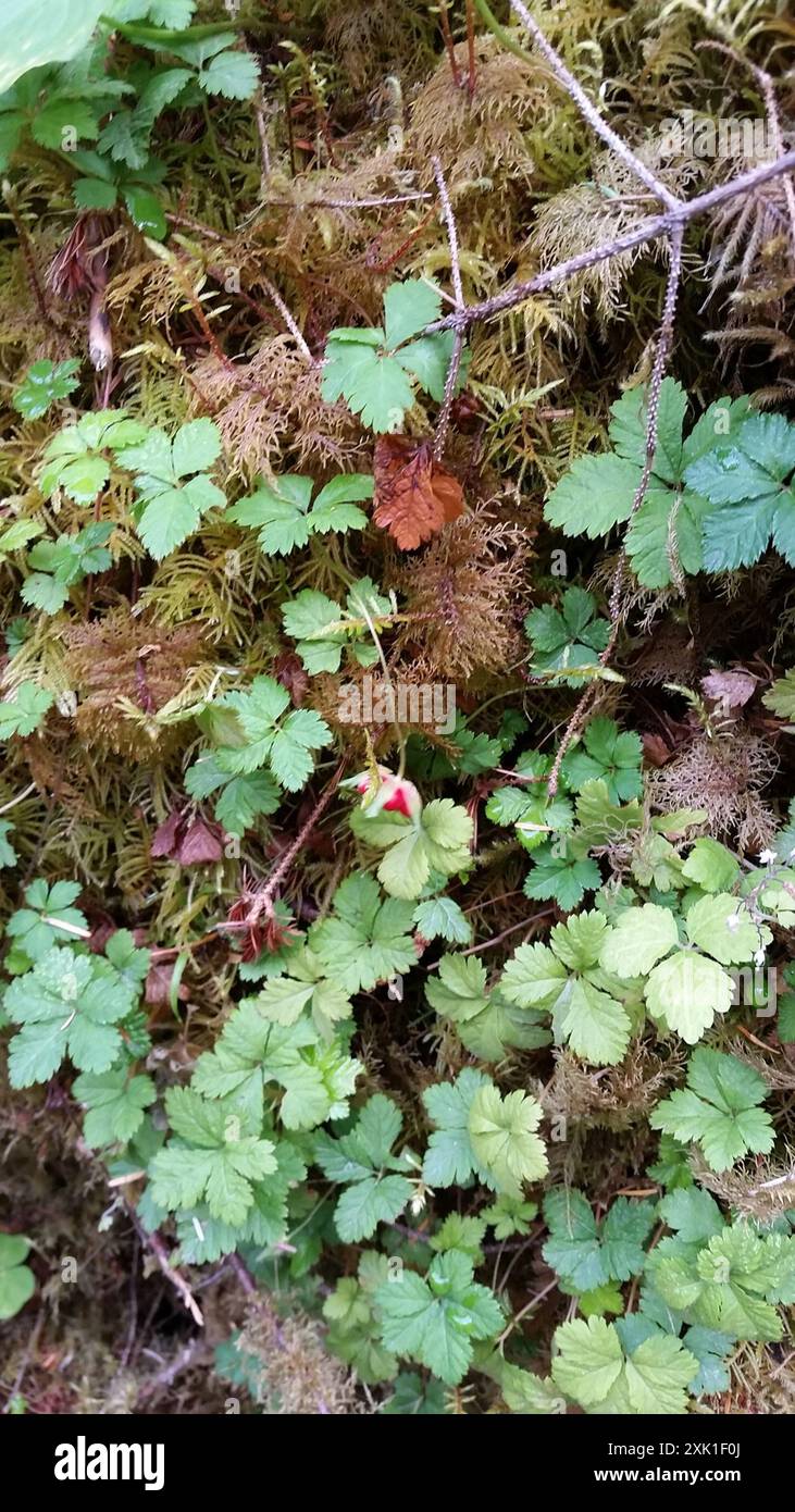 Five-leaf Dwarf Bramble (Rubus pedatus) Plantae Stock Photo - Alamy