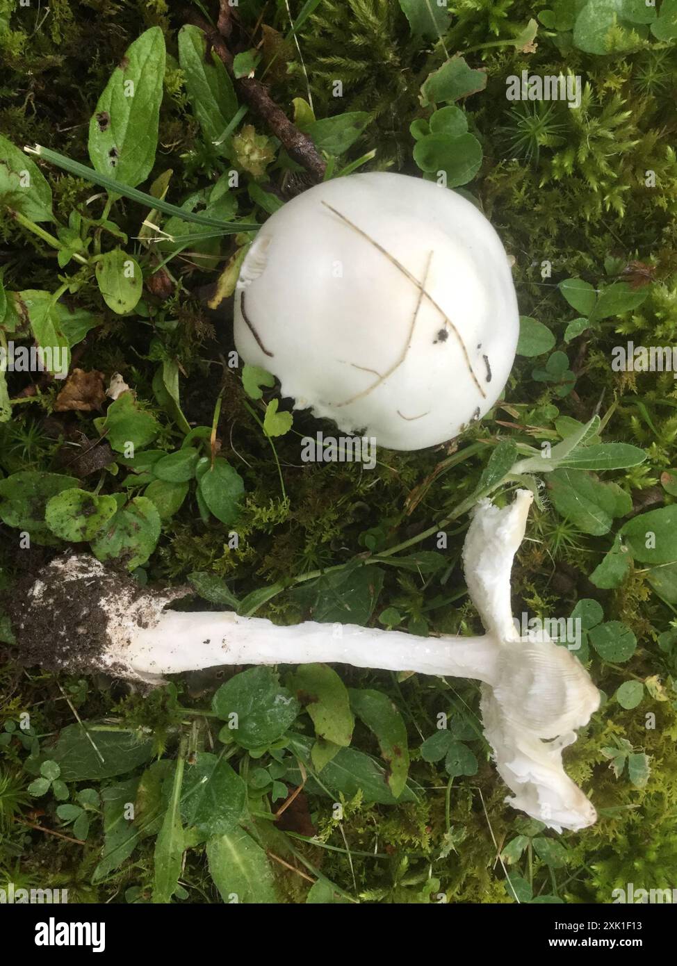 Eastern destroying angel amanita hi-res stock photography and images ...