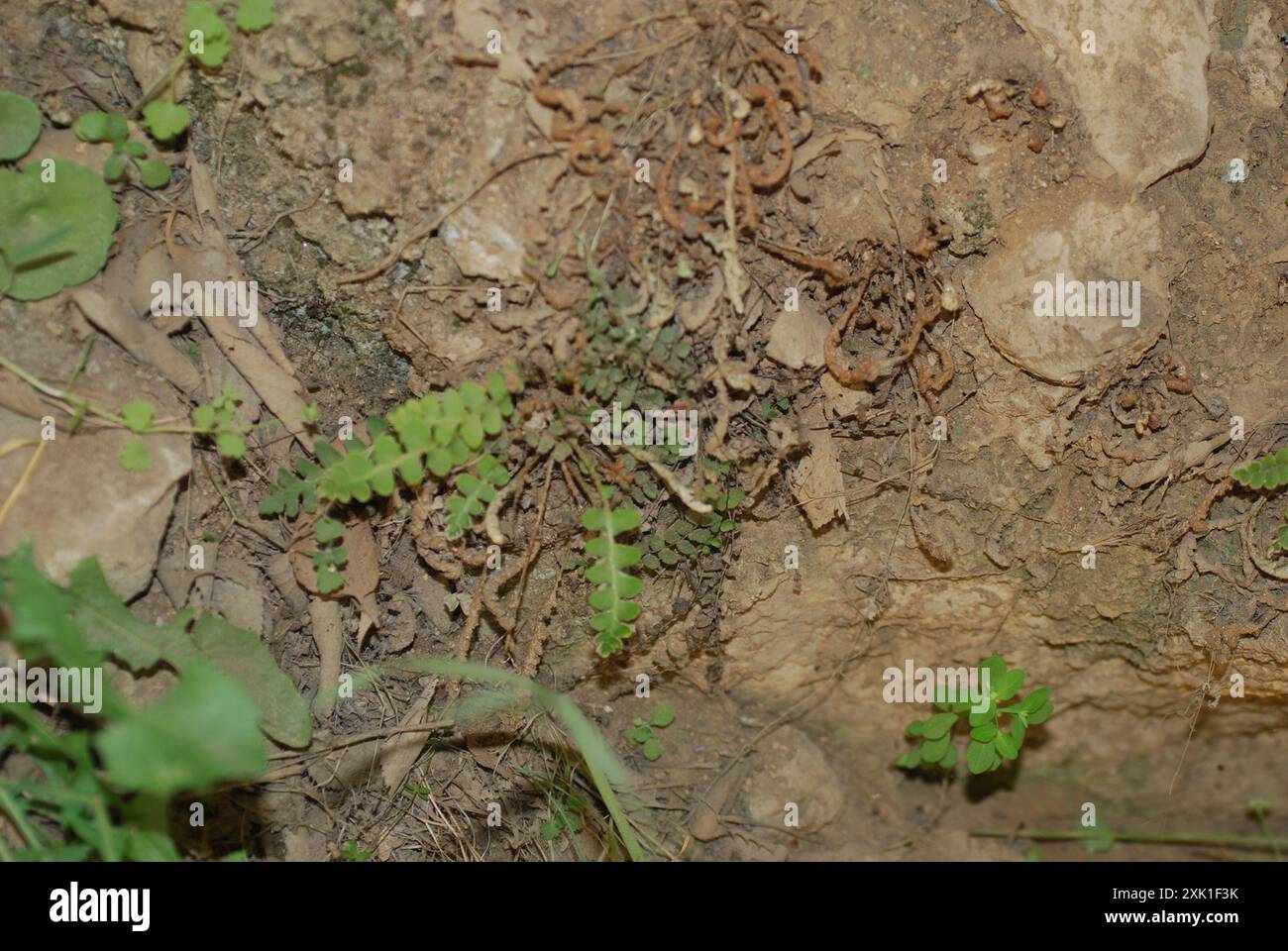 Rustyback (Asplenium ceterach) Plantae Stock Photo - Alamy