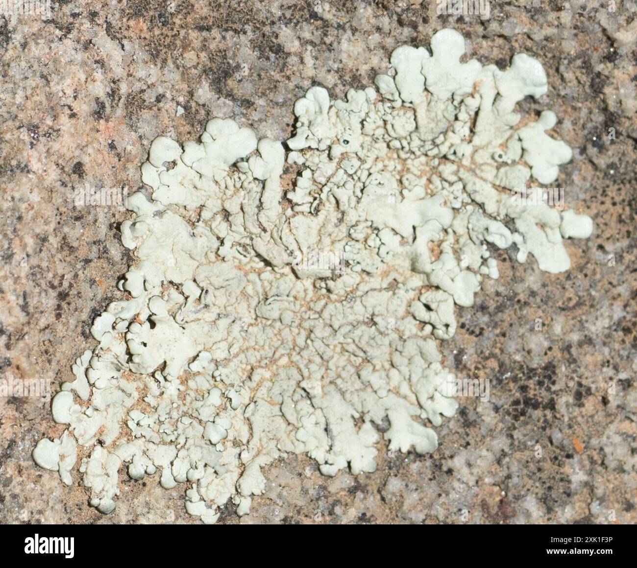 common greenshield lichen (Flavoparmelia caperata) Fungi Stock Photo ...