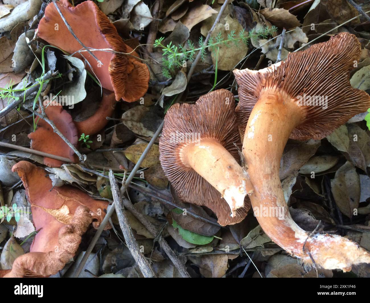 Southern Candy Cap (Lactarius rufulus) Fungi Stock Photo - Alamy