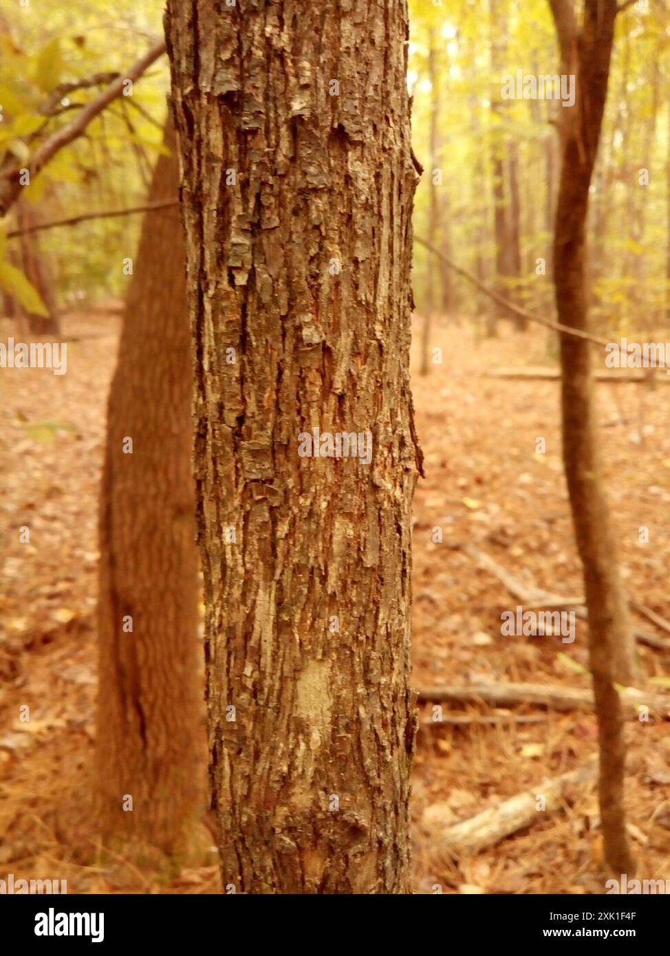 Eastern Hop-hornbeam (Ostrya virginiana virginiana) Plantae Stock Photo ...