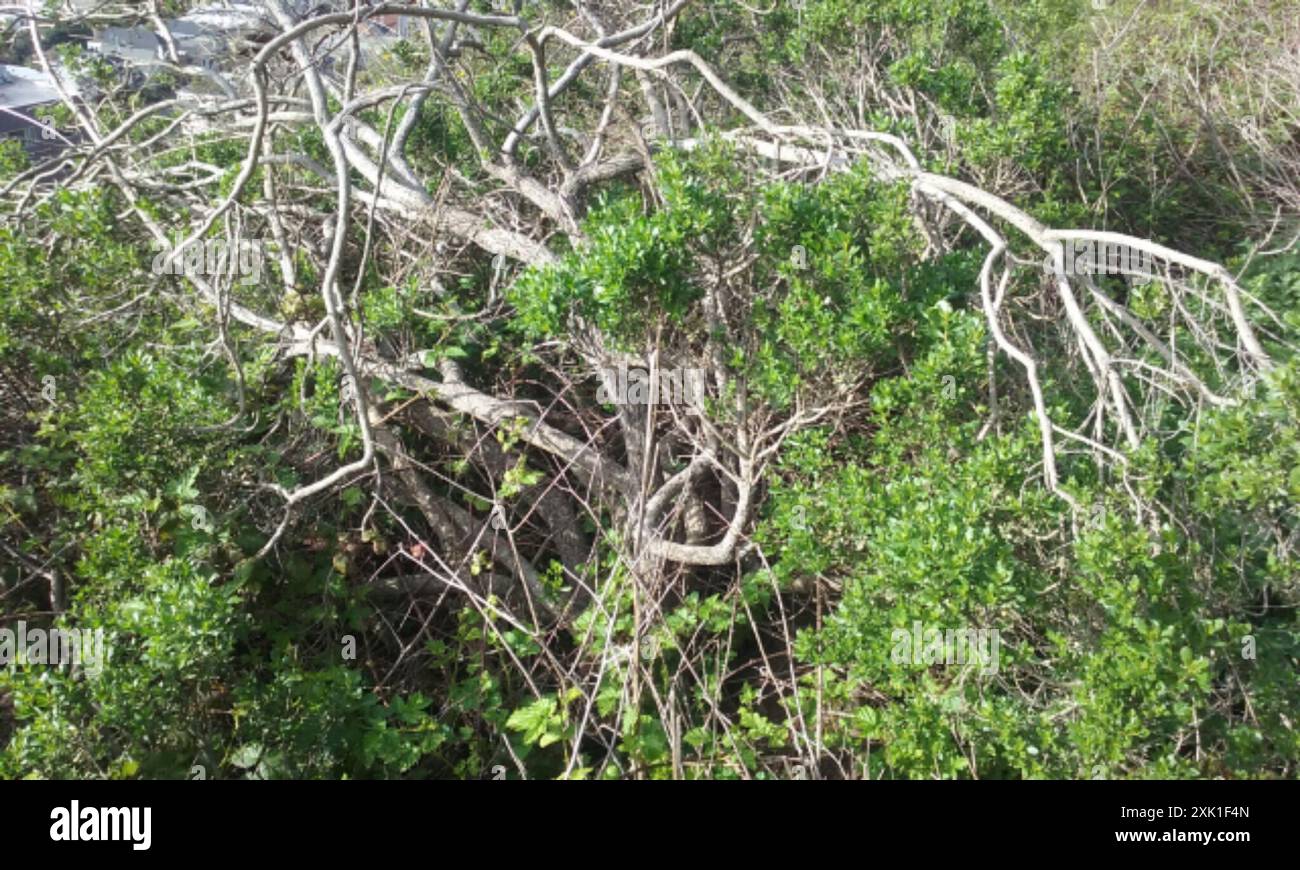 Chaparral Coyote Brush (Baccharis pilularis consanguinea) Plantae Stock ...