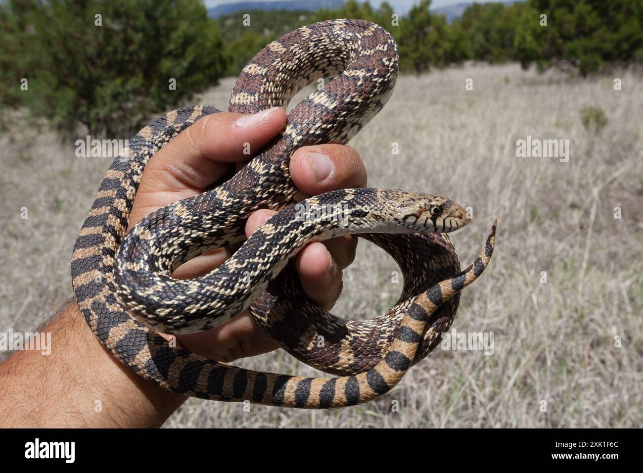 Bullsnake (Pituophis catenifer sayi) Reptilia Stock Photo - Alamy