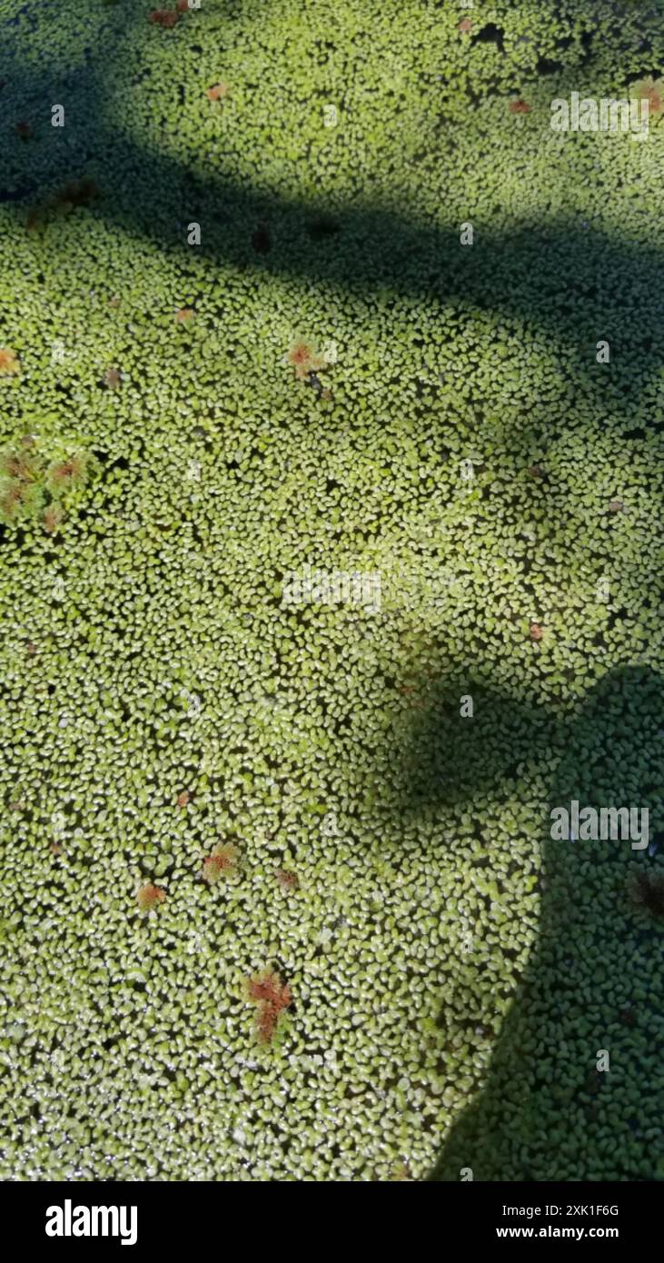 duckweeds (Lemnoideae) Plantae Stock Photo - Alamy