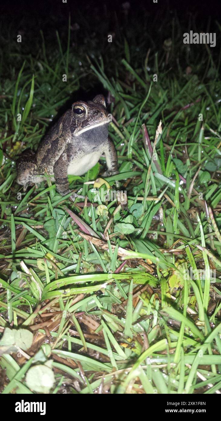 Fowler's Toad (Anaxyrus fowleri) Amphibia Stock Photo - Alamy