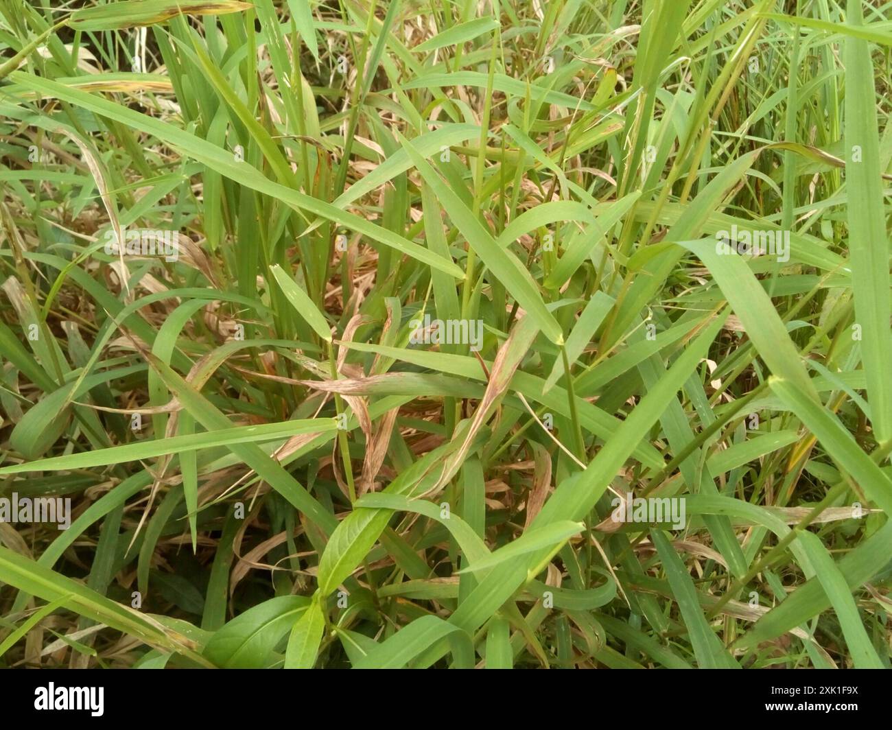 Rice cutgrass hi-res stock photography and images - Alamy