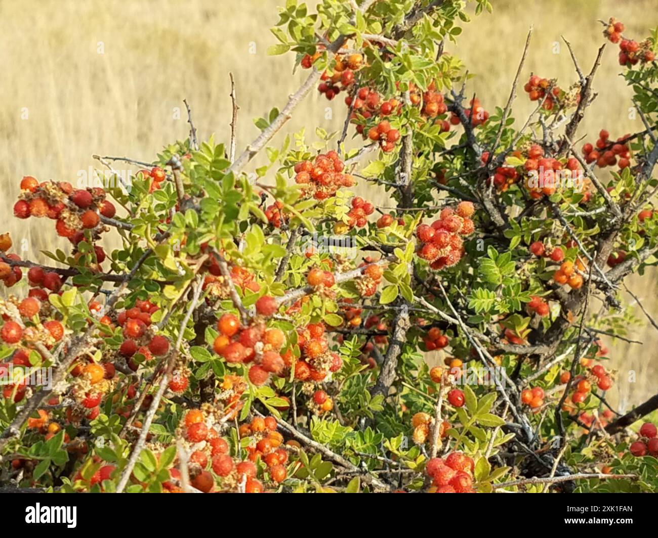 little leaf sumac (Rhus microphylla) Plantae Stock Photo - Alamy