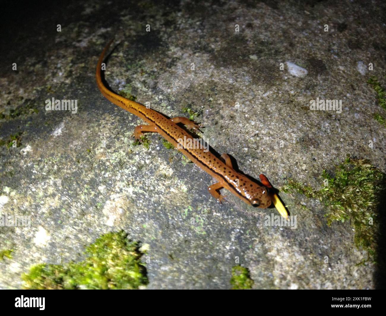 Blue Ridge Two-lined Salamander (Eurycea wilderae) Amphibia Stock Photo ...