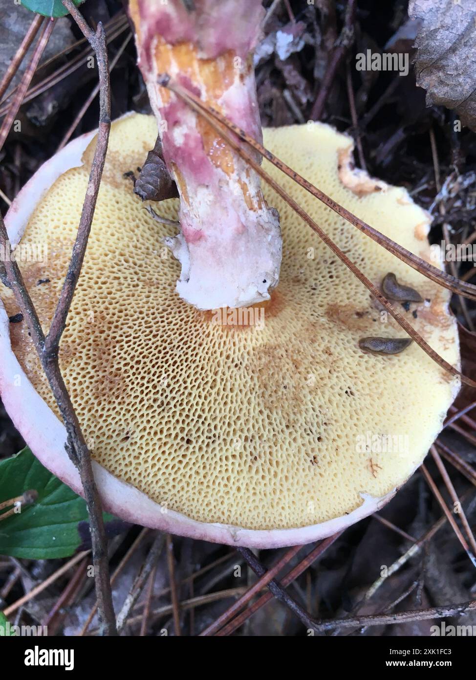 Painted Suillus (Suillus spraguei) Fungi Stock Photo - Alamy