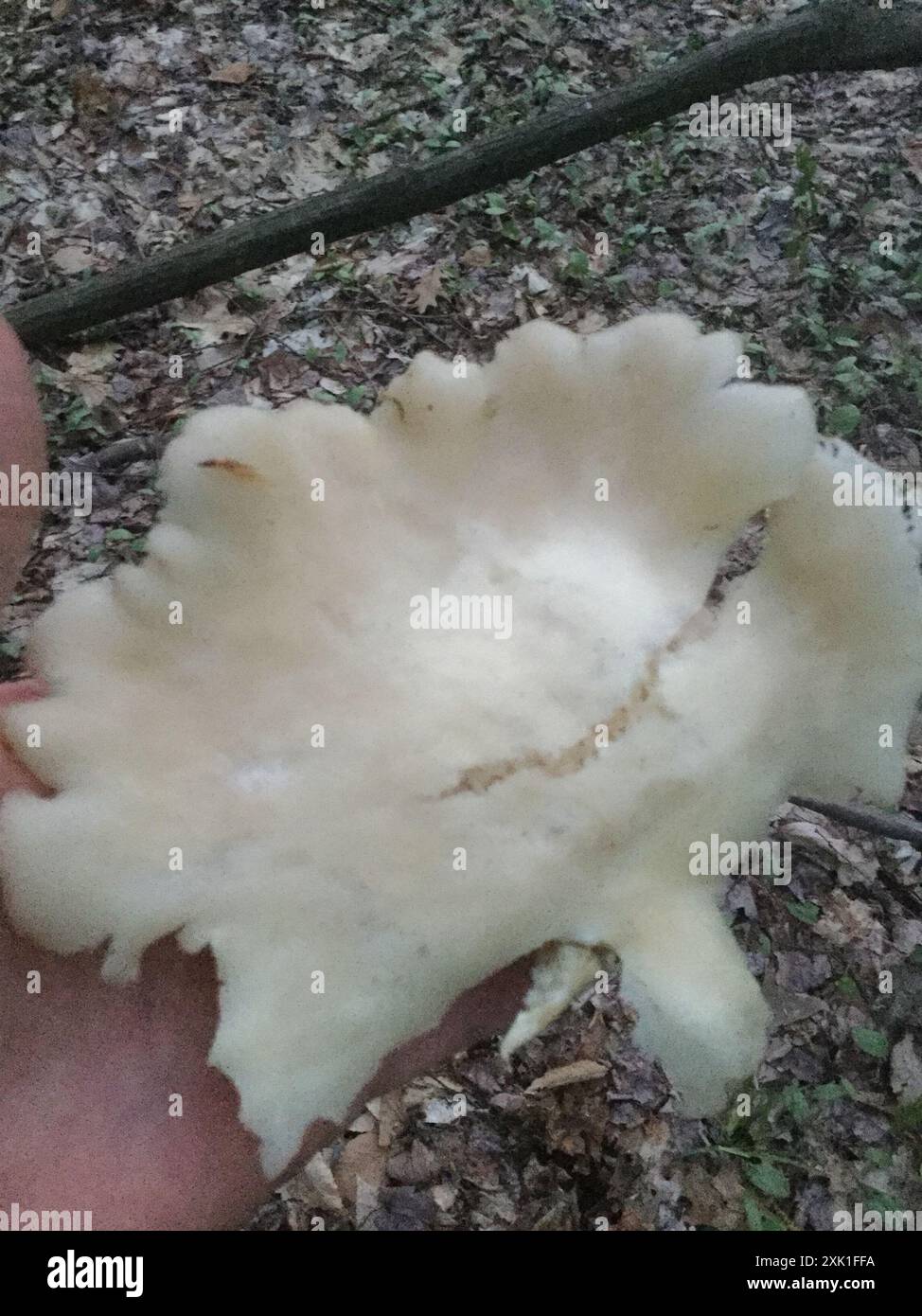 aspen oyster mushroom (Pleurotus populinus) Fungi Stock Photo - Alamy