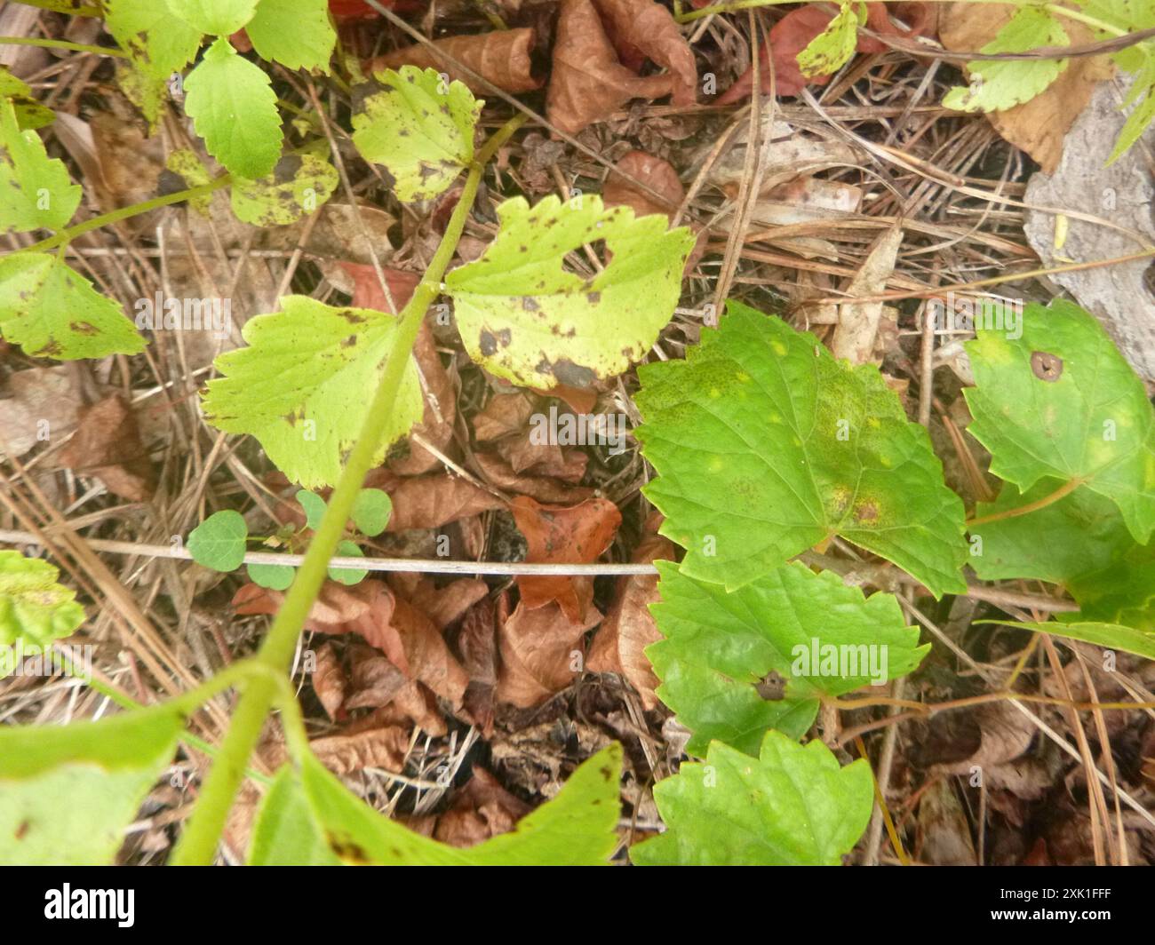 smaller white snakeroot (Ageratina aromatica) Plantae Stock Photo - Alamy
