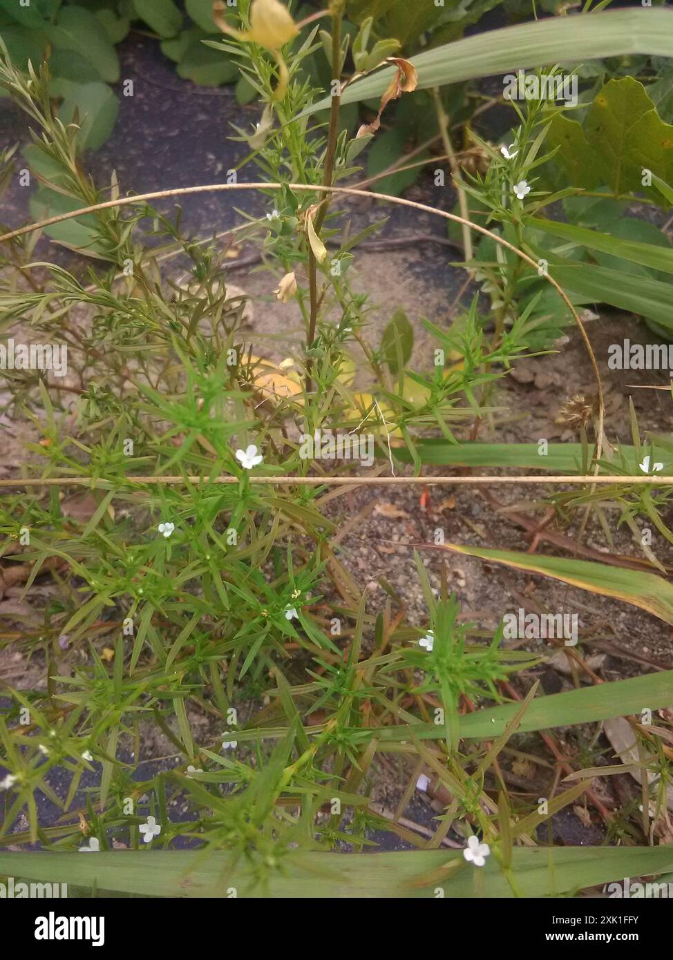 Rust Weed (Polypremum procumbens) Plantae Stock Photo - Alamy