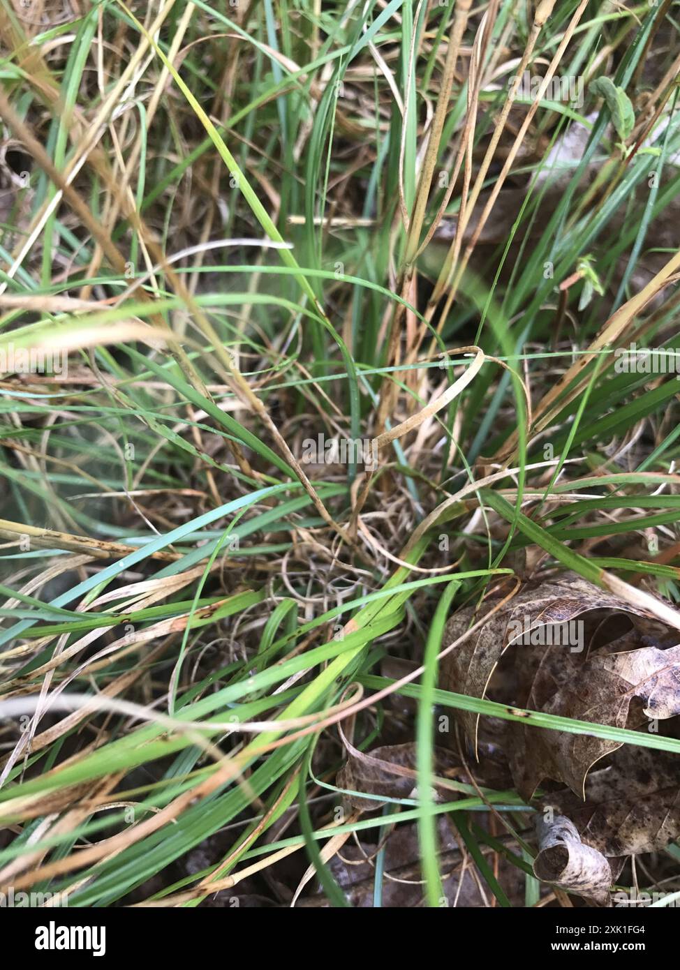 Poverty oatgrass (Danthonia spicata) Plantae Stock Photo - Alamy