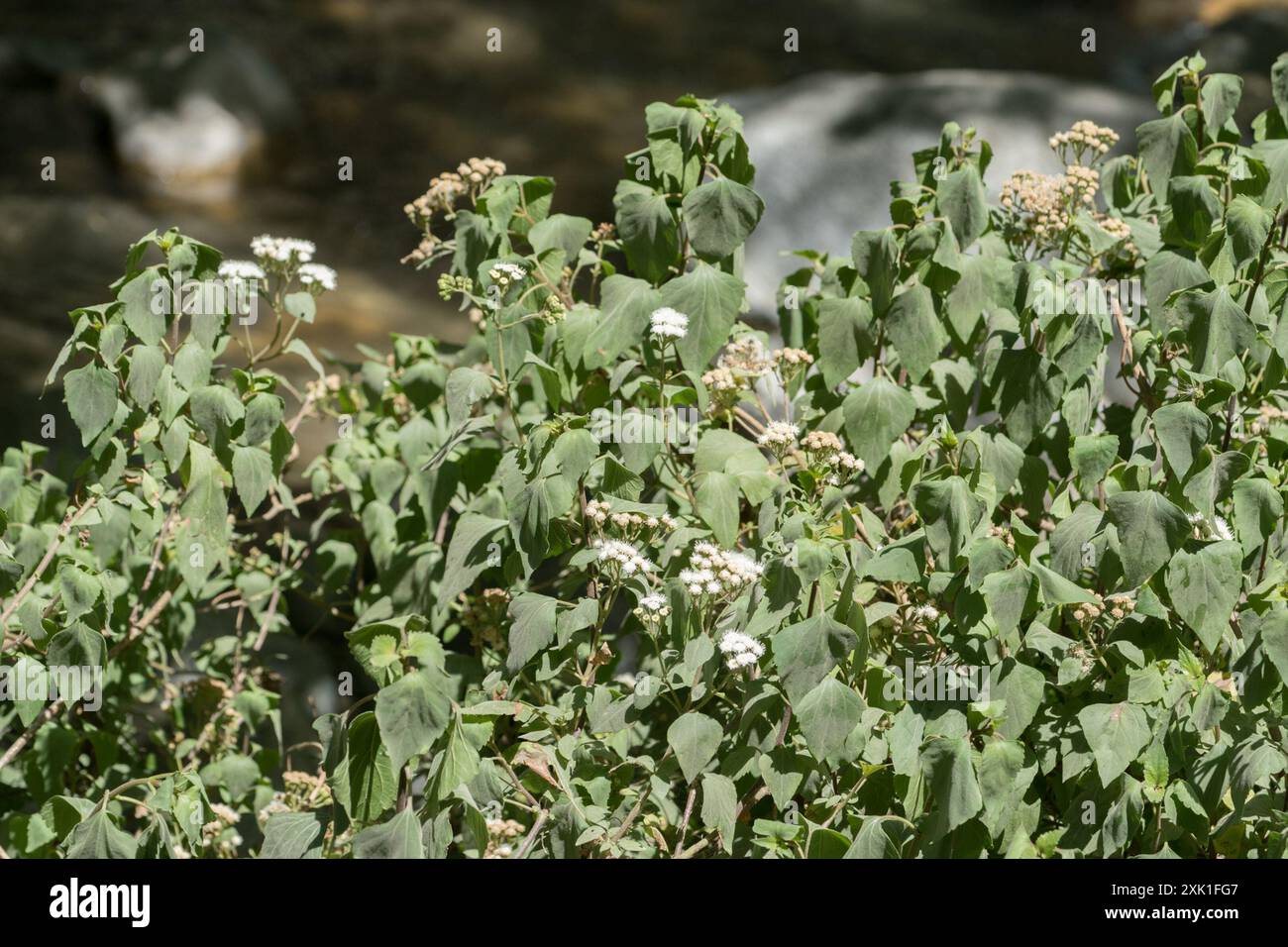 Crofton Weed (Ageratina adenophora) Plantae Stock Photo - Alamy