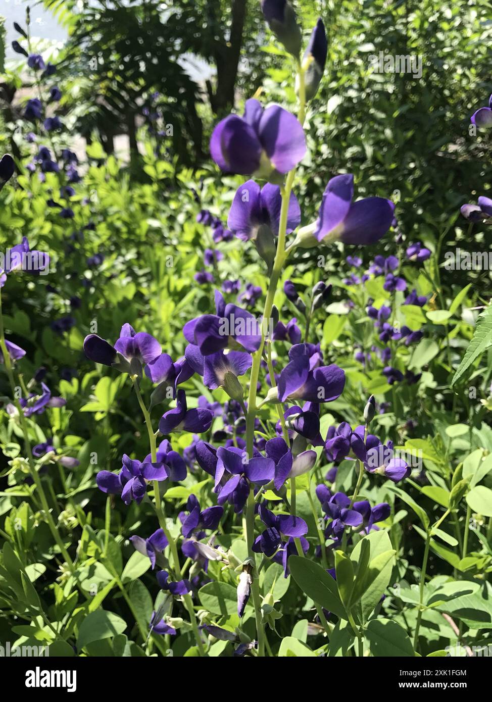 tall blue wild indigo (Baptisia australis) Plantae Stock Photo - Alamy