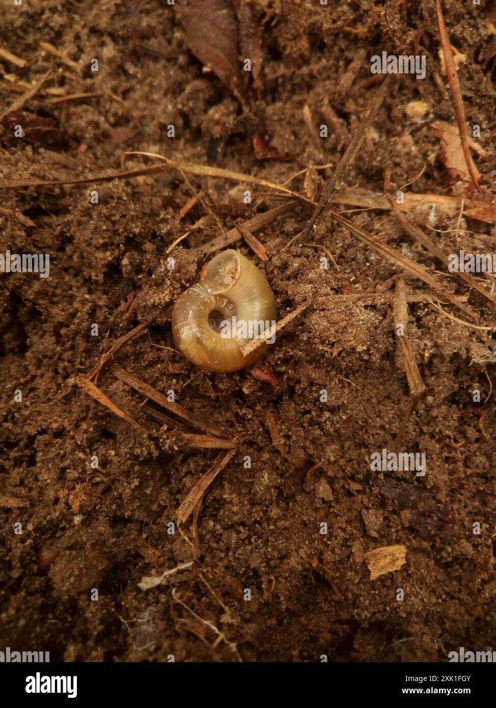 Gray-foot Lancetooth Snail (Haplotrema concavum) Mollusca Stock Photo - Alamy