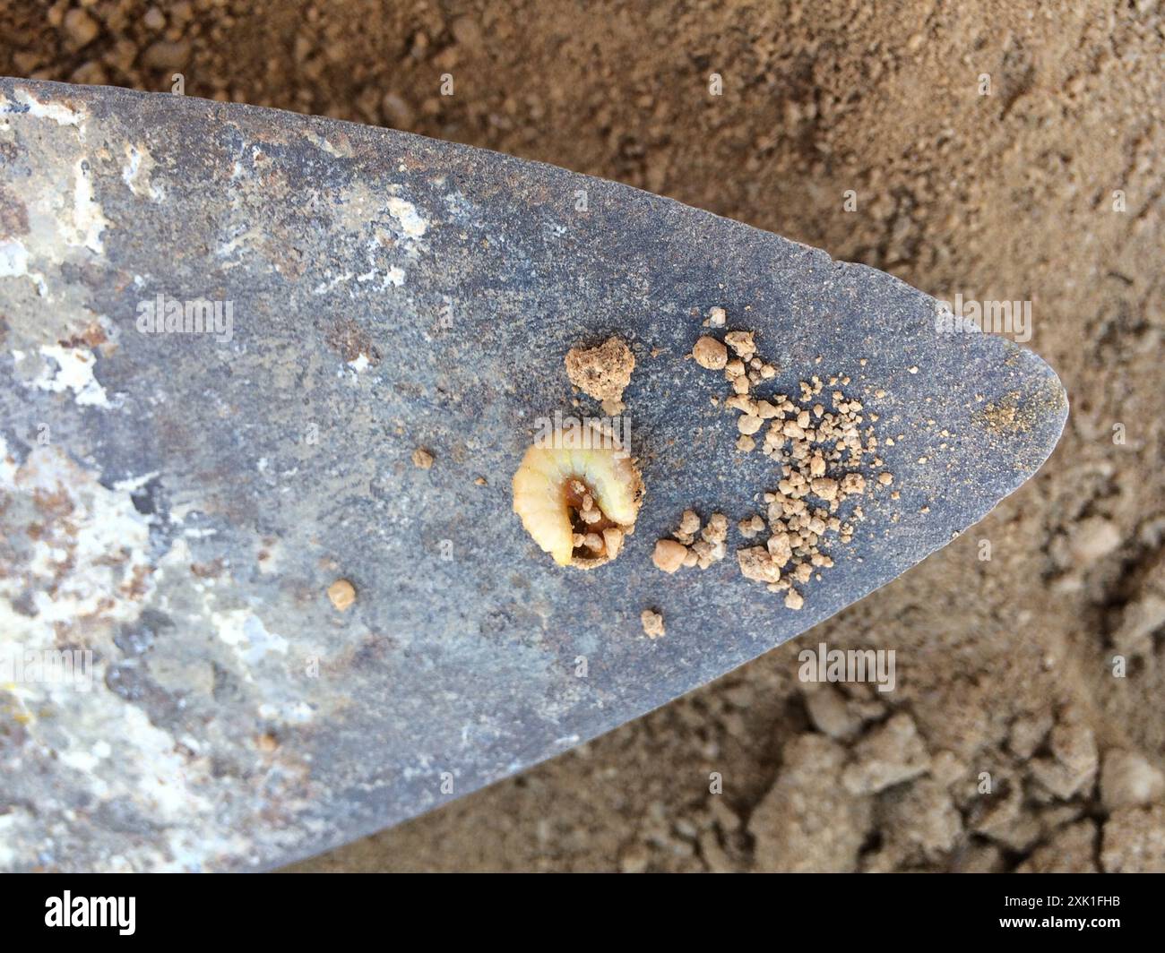 Urbane Digger Bee (Anthophora urbana) Insecta Stock Photo - Alamy