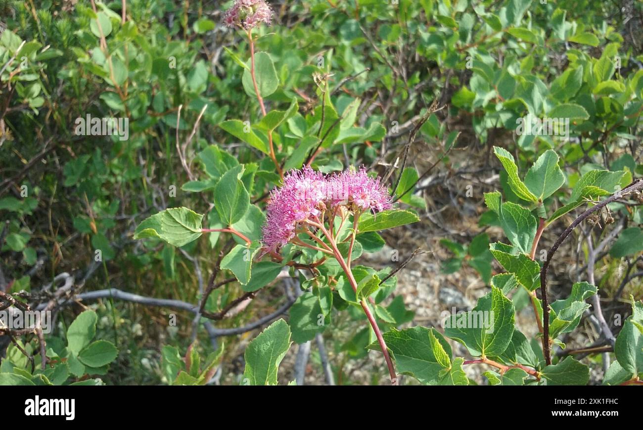 Mountain Spirea (Spiraea splendens) Plantae Stock Photo - Alamy
